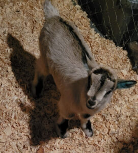 Goat Registry Q&A with the ADGA - Goat Journal